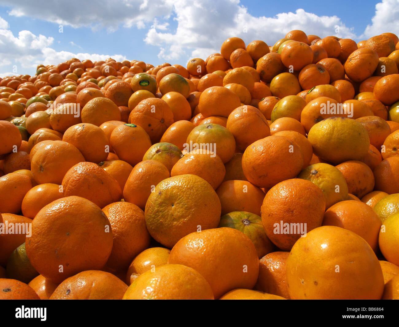 Israel Shephelah a pile of freshly picked ripe clementine Stock Photo ...