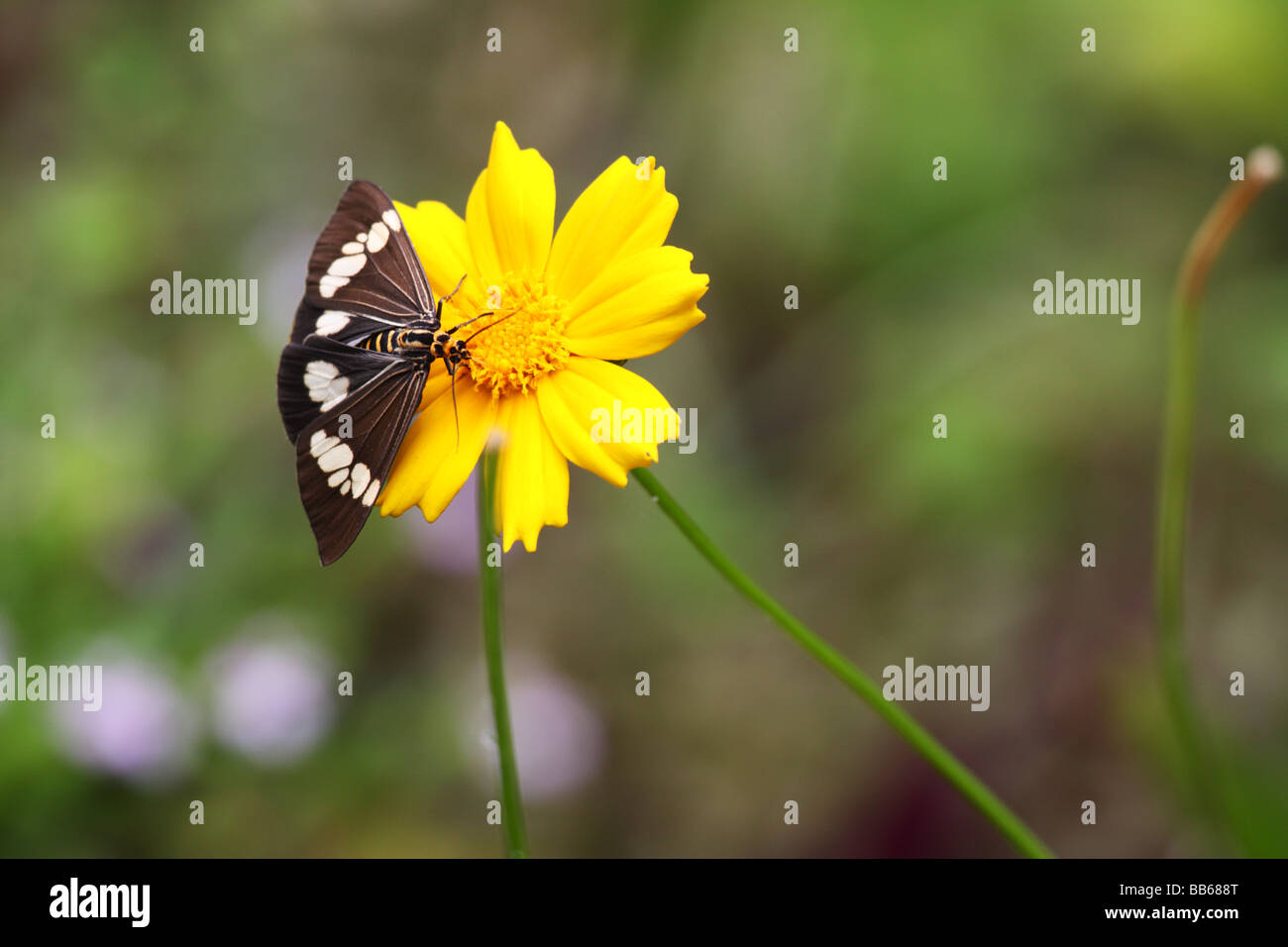 Widespread moth hi-res stock photography and images - Alamy