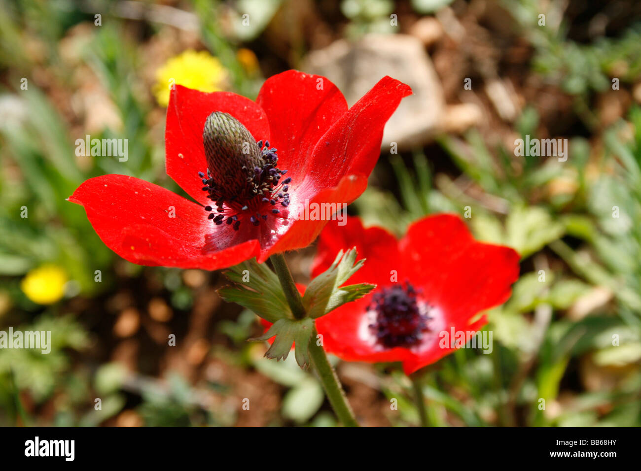 Field Samaria High Resolution Stock Photography and Images - Alamy