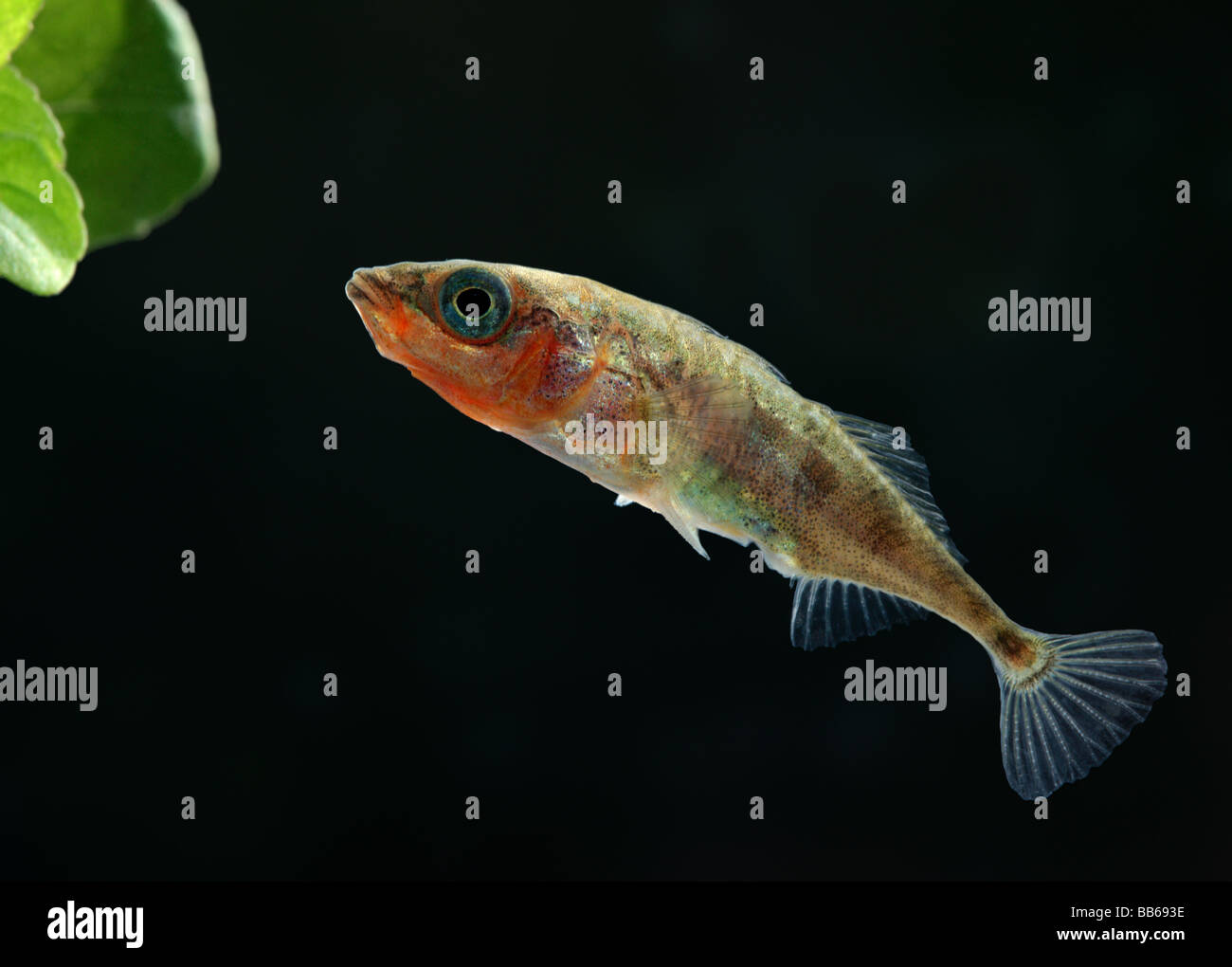 Gasterosteus aculeatus hi-res stock photography and images - Alamy