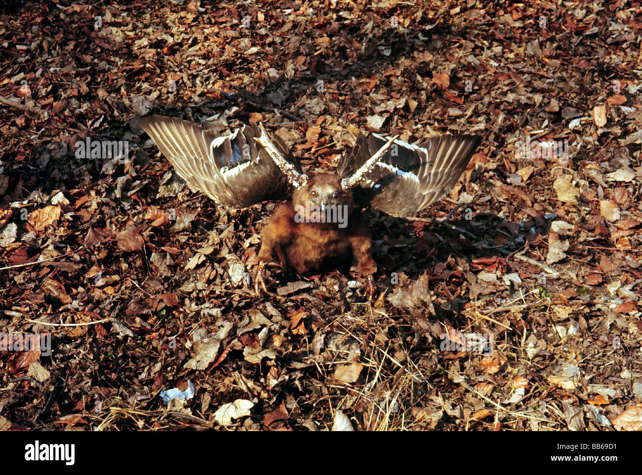 geography / travel, Germany, Bavaria, folklore tradition, "Wolpertinger ...