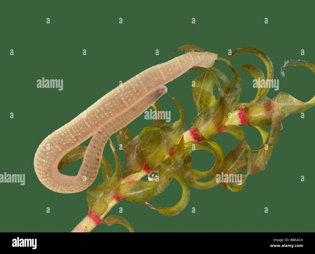 leech Hemiclepsis marginata Stock Photo - Alamy