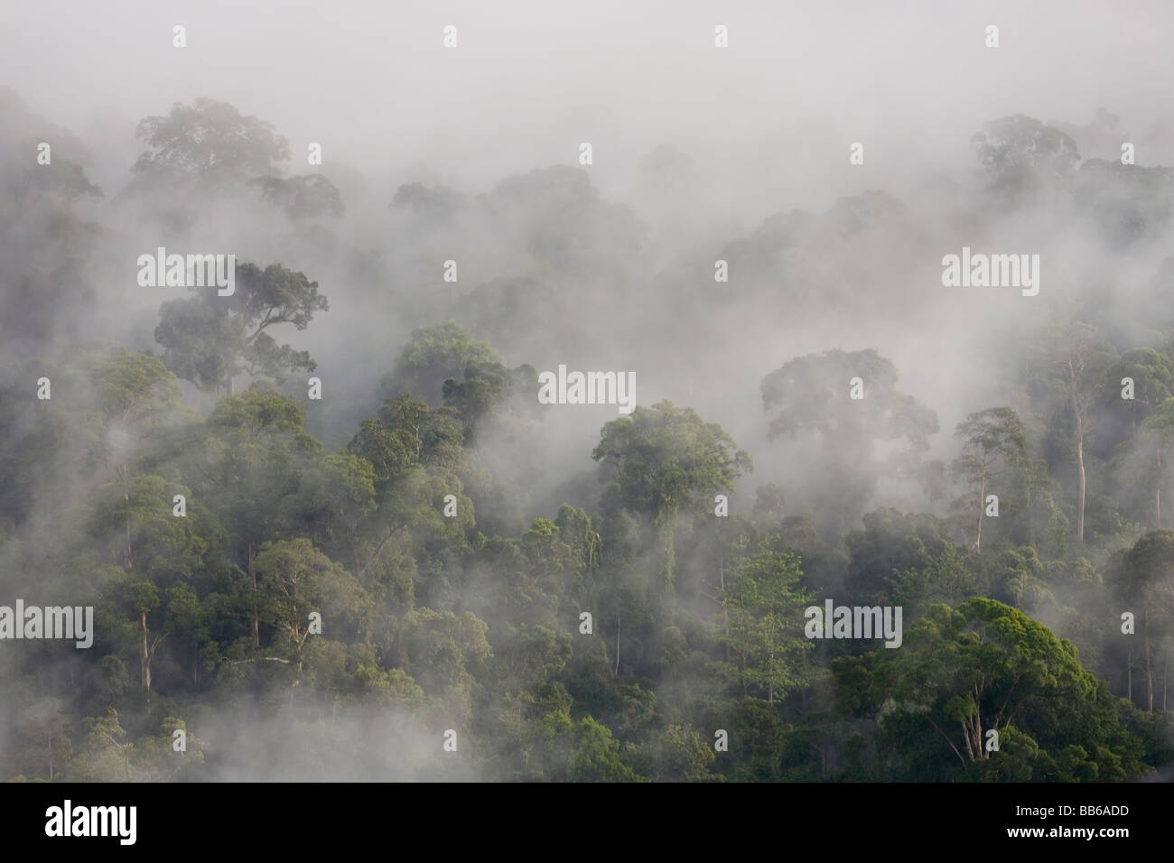 Primary tropical rainforests hi-res stock photography and images - Alamy