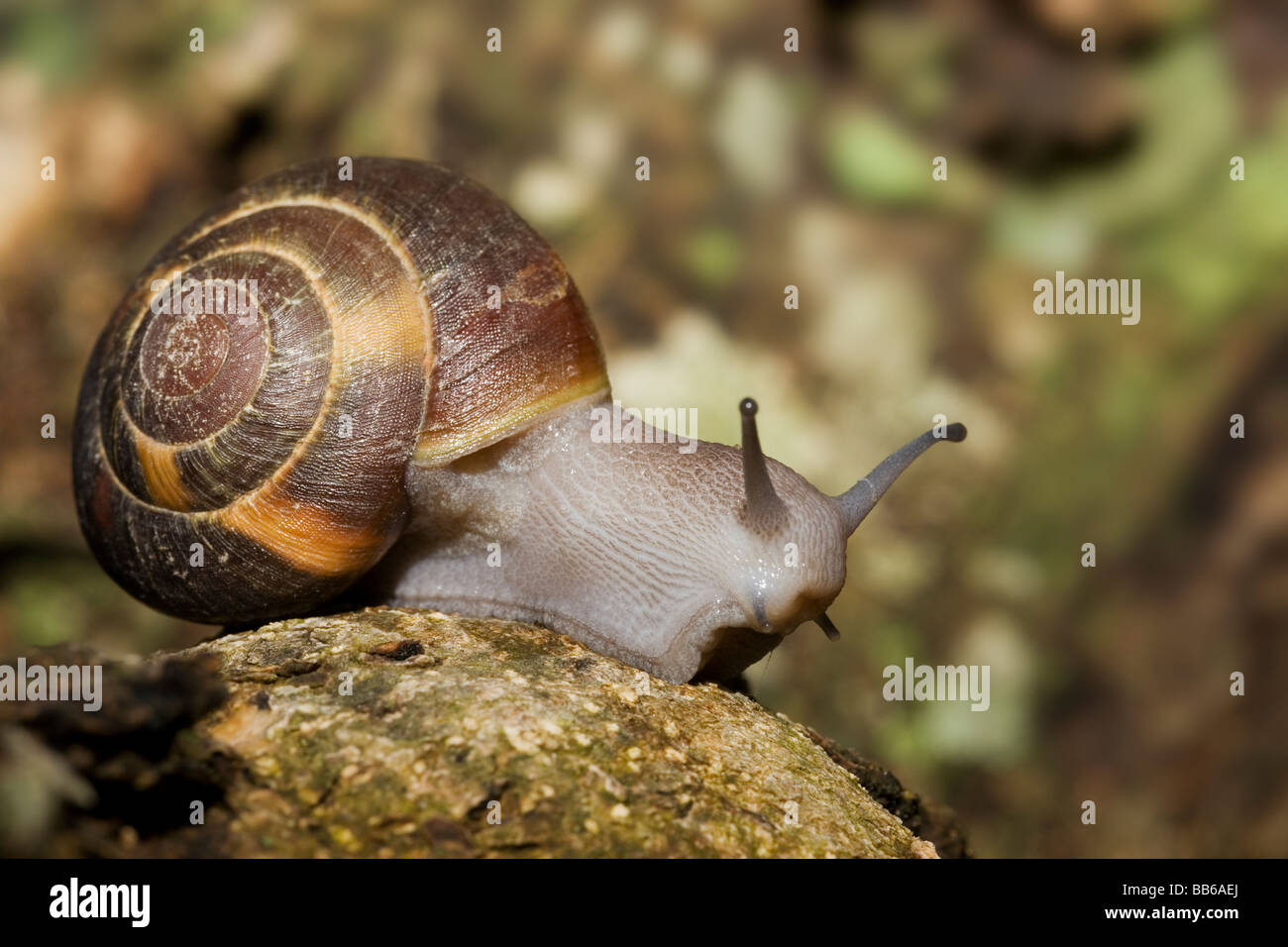 Garden Snail Helix aspersa Stock Photo - Alamy