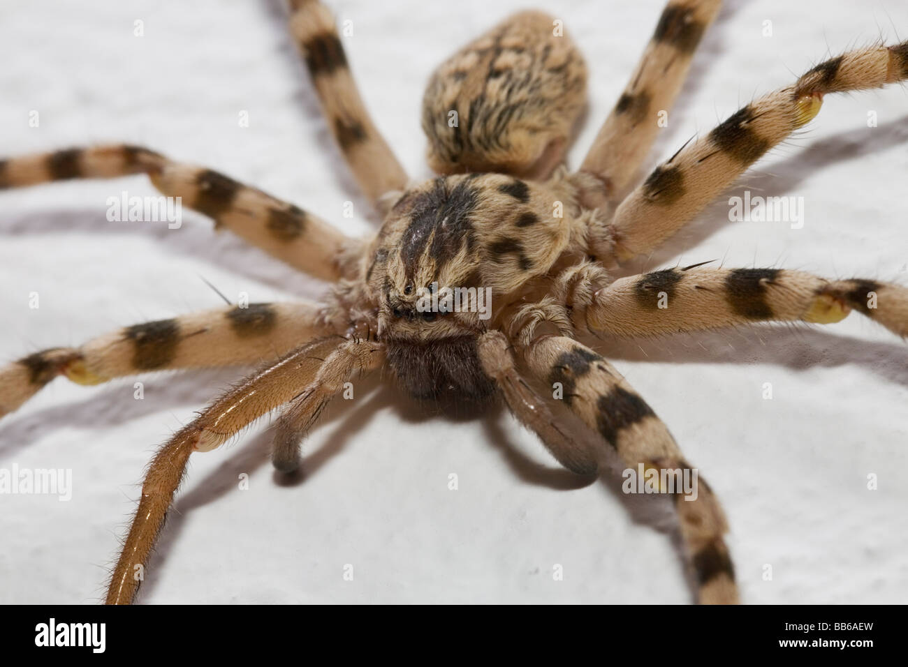 Greek spider hi-res stock photography and images - Alamy