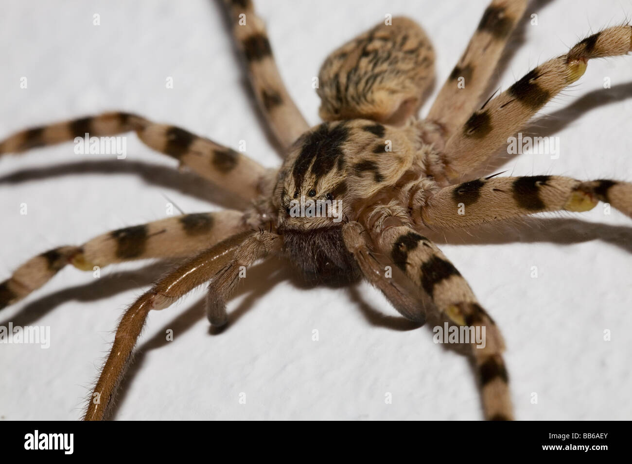 Big stripey Nursery Web Spider on wall in Greece Stock Photo - Alamy