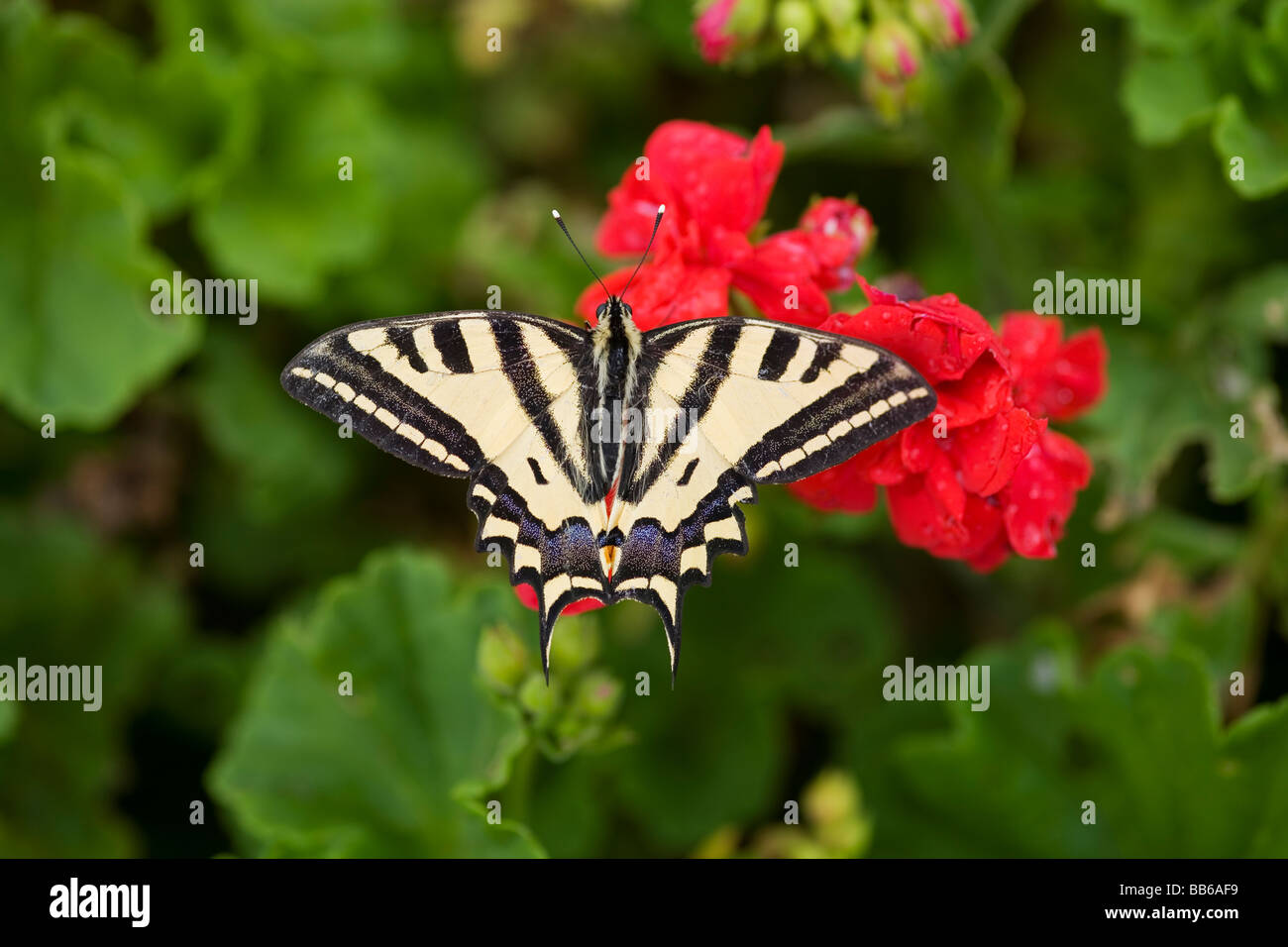 Southern Swallowtail butterfly Papilio alexanor in Greece Stock Photo ...