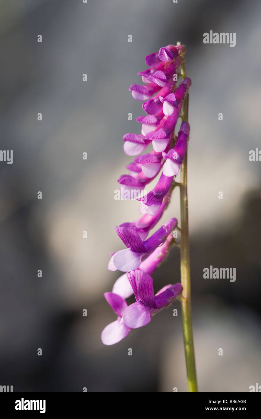 Vicia altissima legume purple flower head in Peloponnese of Greece ...