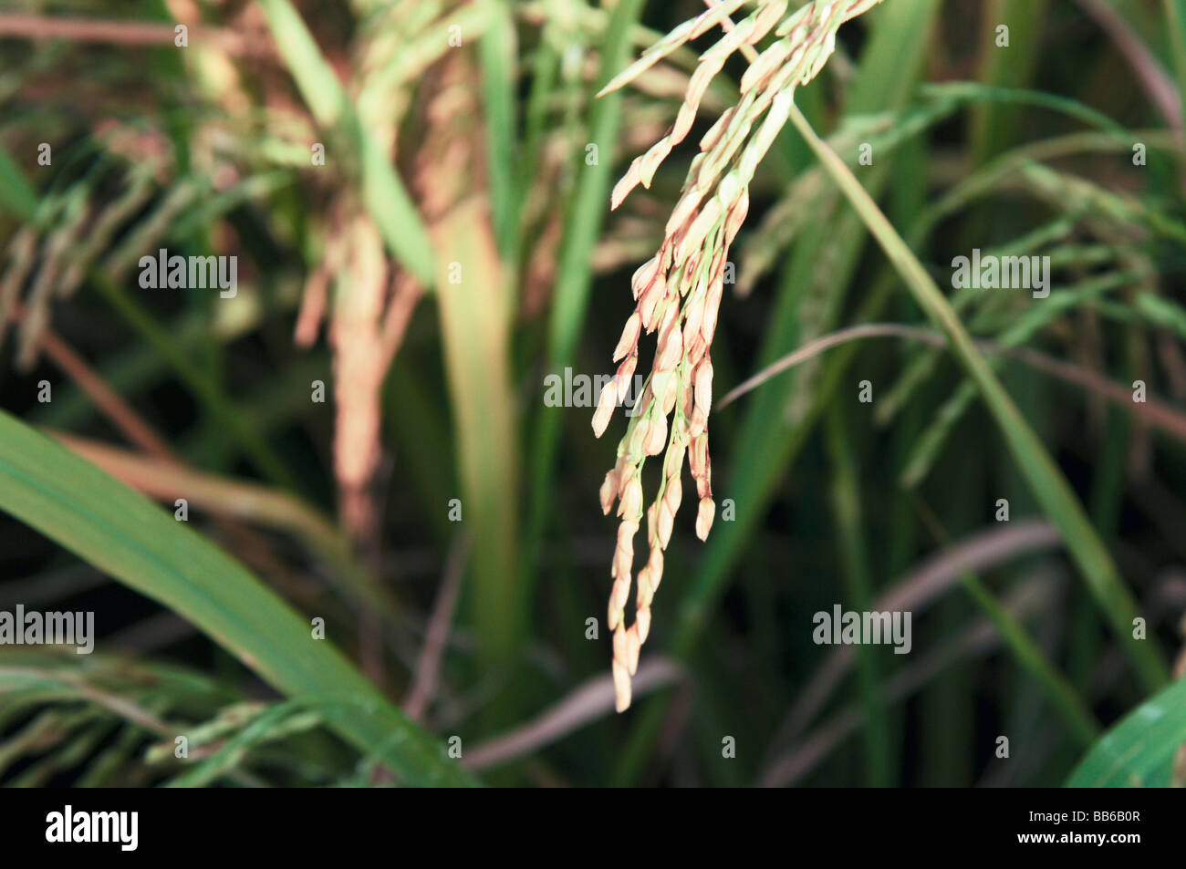 China Guilin rice fields Stock Photo - Alamy