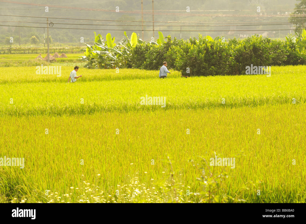 China Guilin rice fields Stock Photo - Alamy