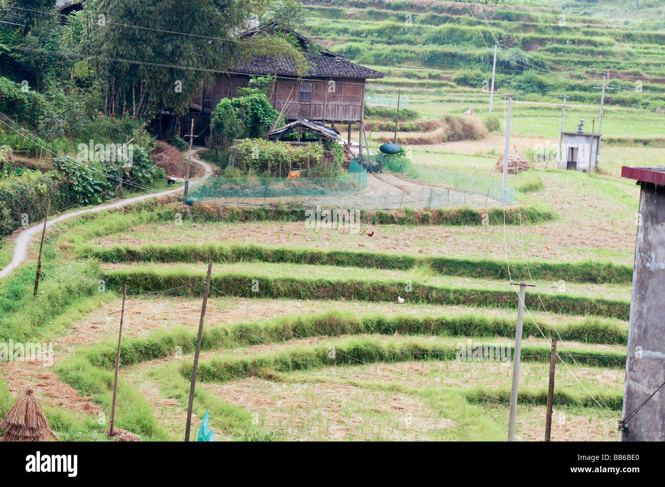China Guilin rice fields Stock Photo - Alamy