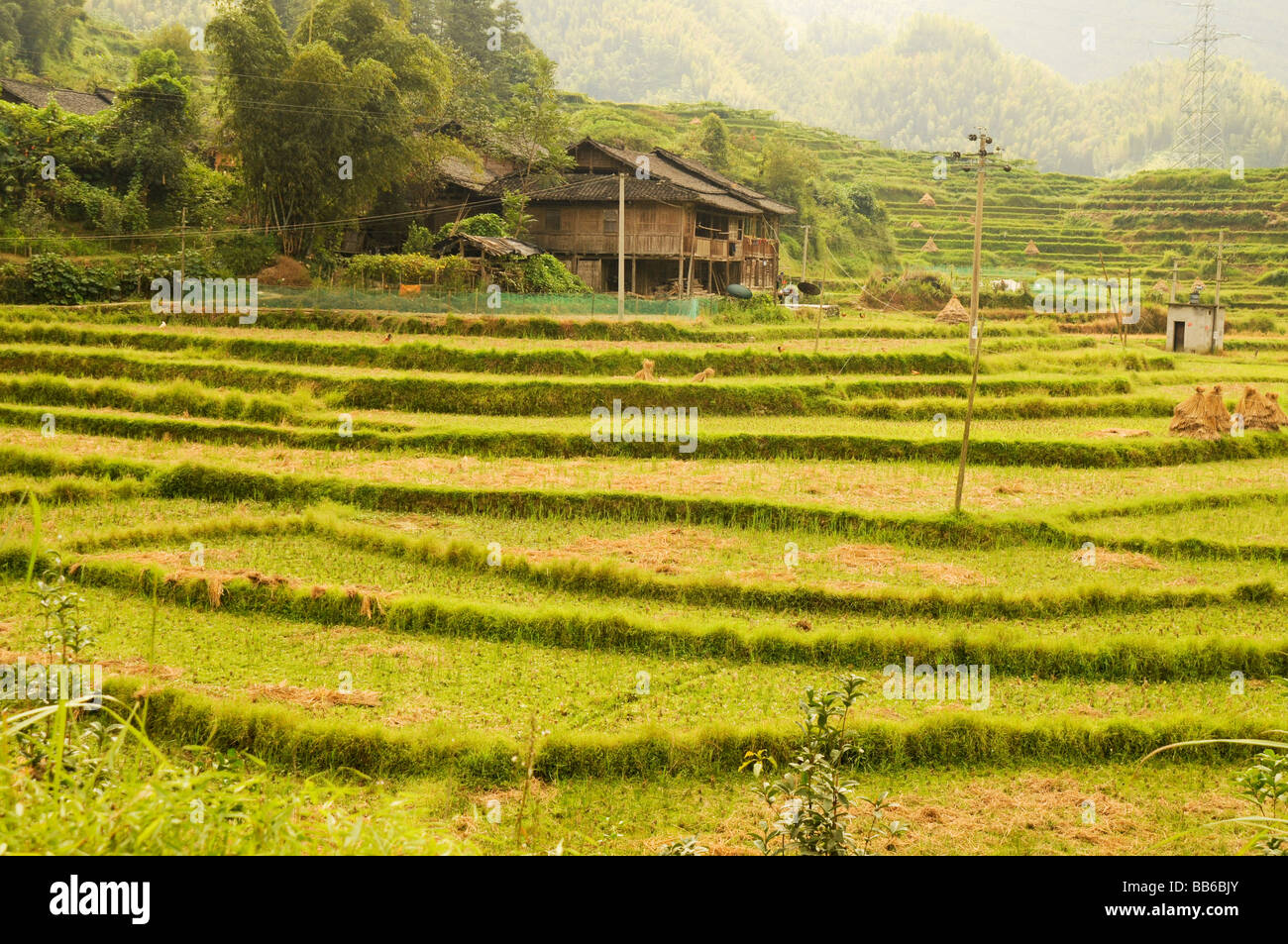 China Guilin rice fields Stock Photo - Alamy