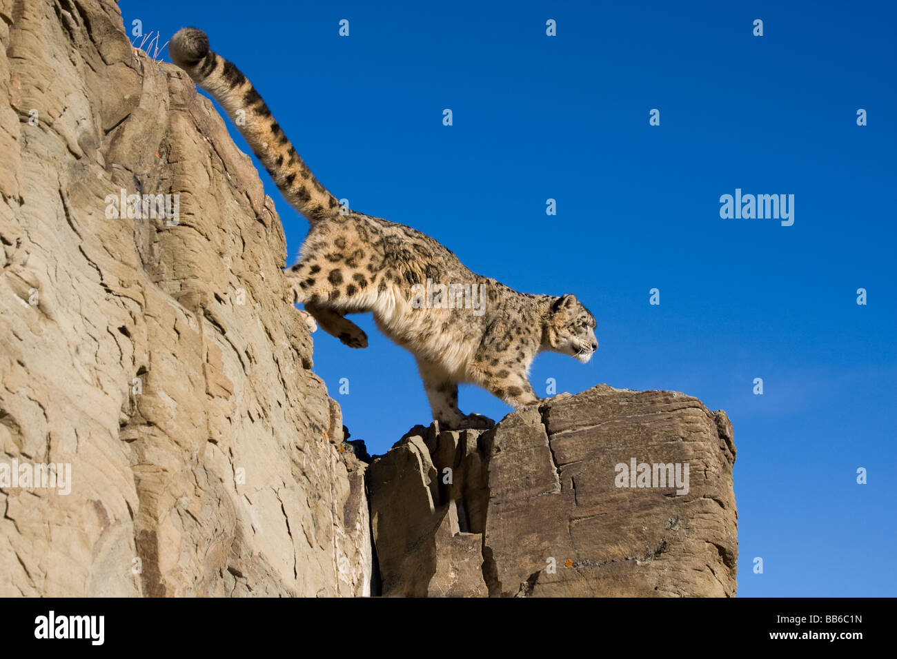 Snow leopard jumping hi-res stock photography and images - Alamy