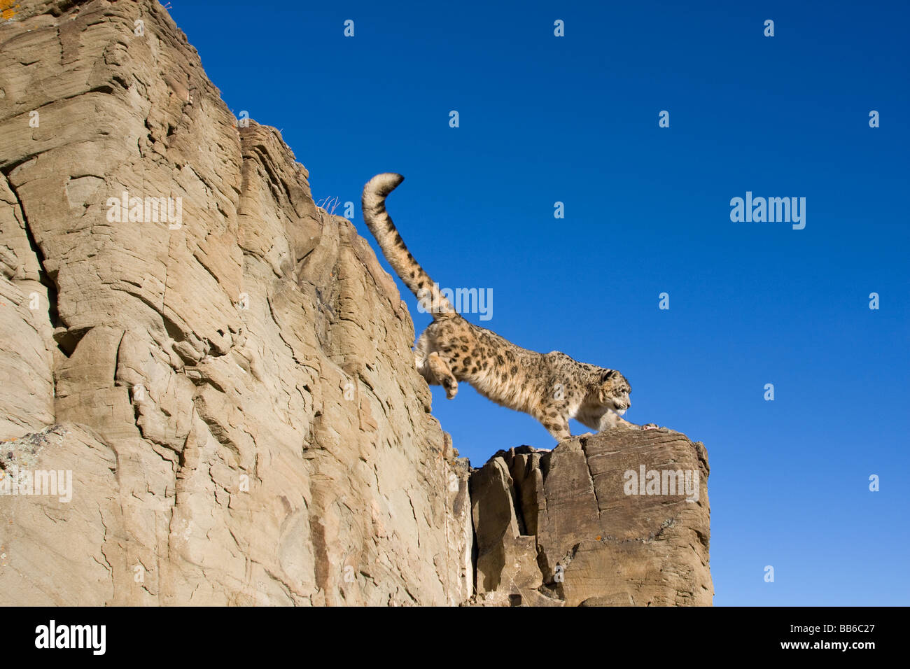 Snow leopard jumping hi-res stock photography and images - Alamy