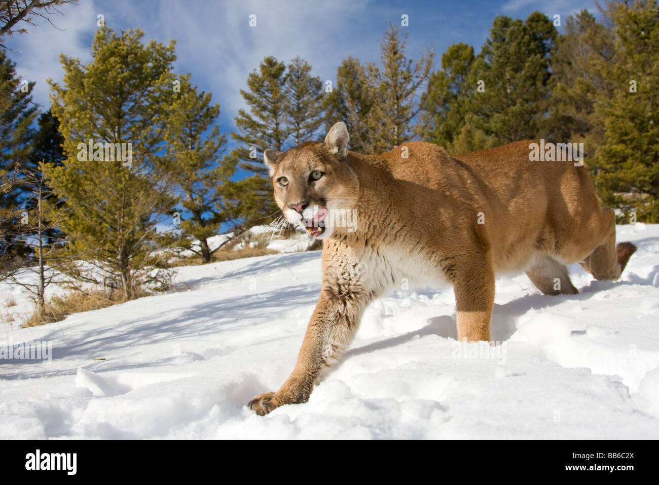 Mountain lion, cougar, puma Stock Photo - Alamy