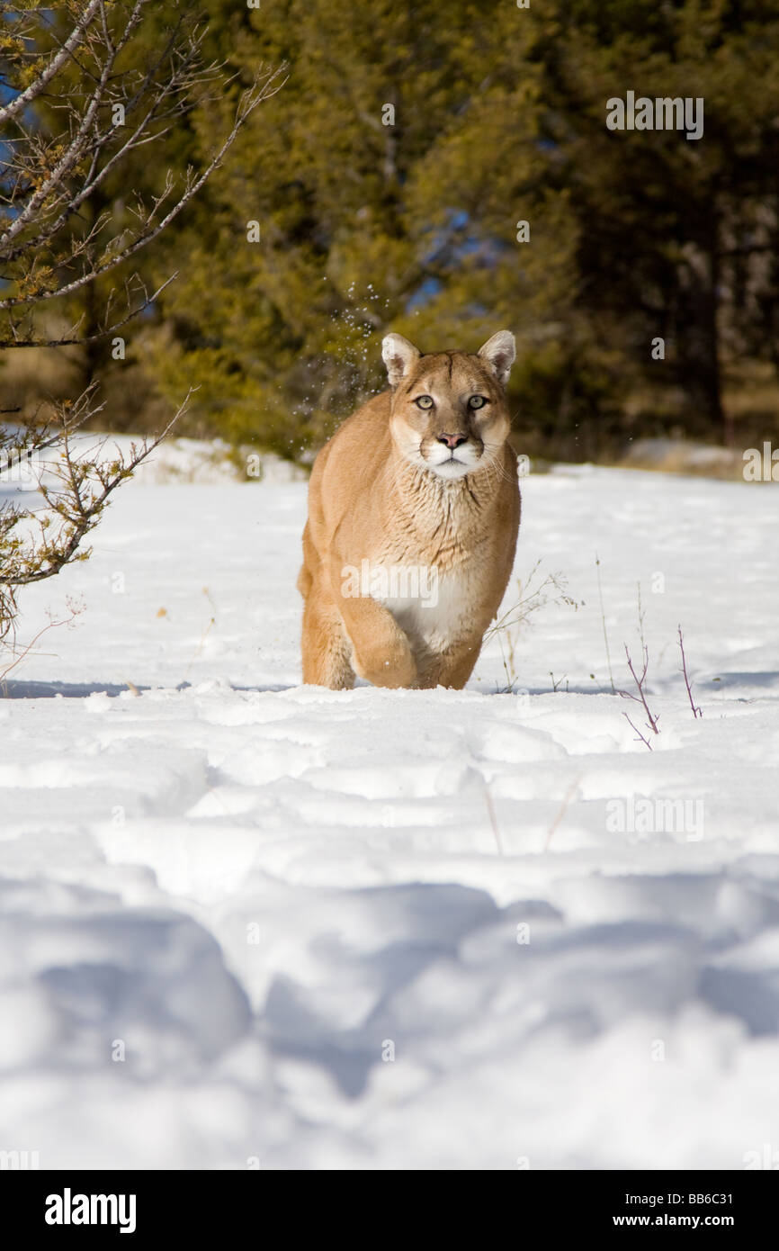 Mountain lion, cougar, puma Stock Photo - Alamy