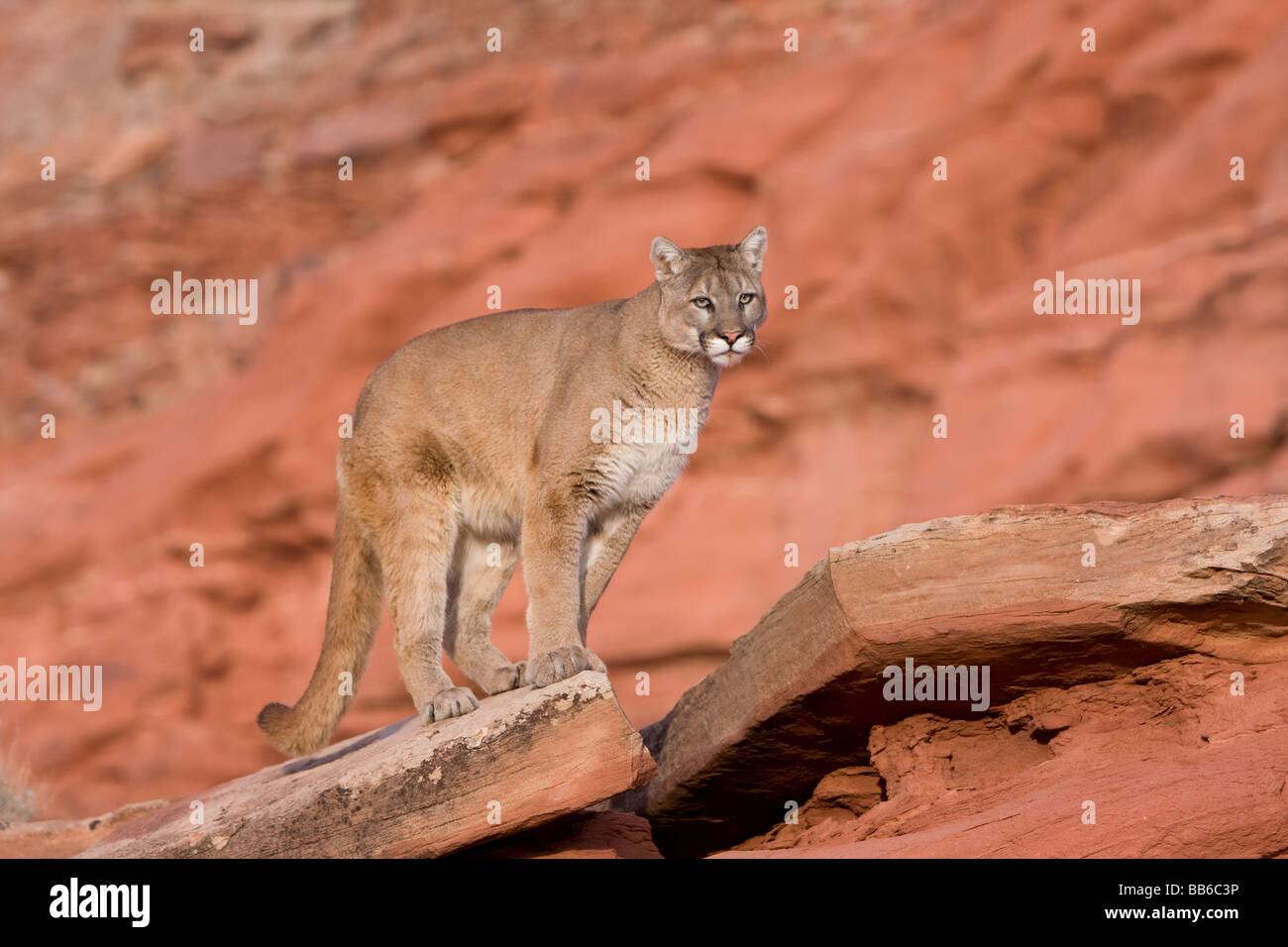 Mountain lion, cougar, puma Stock Photo - Alamy