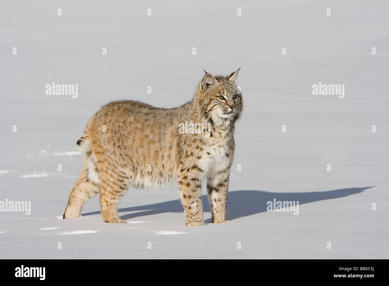 Bobcat in snow Stock Photo - Alamy