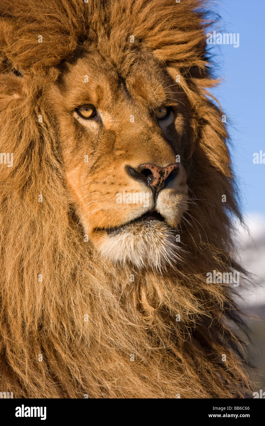 Barbary lion head close up hi-res stock photography and images - Alamy