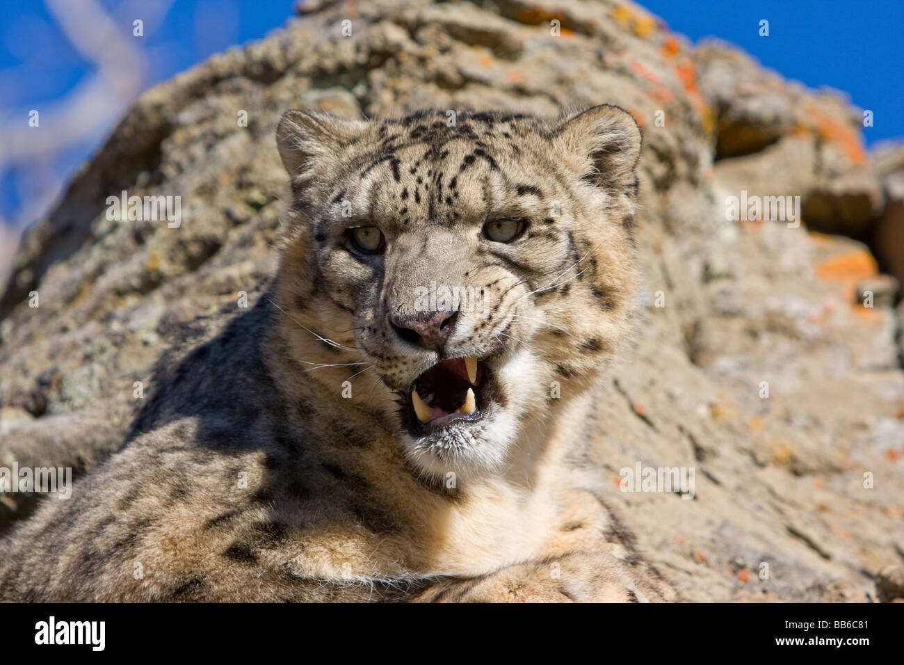 Snow leopard snarling hi-res stock photography and images - Alamy