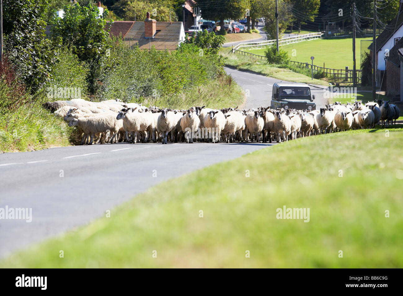 Driving Sheep Along Country Road Stock Photo - Alamy