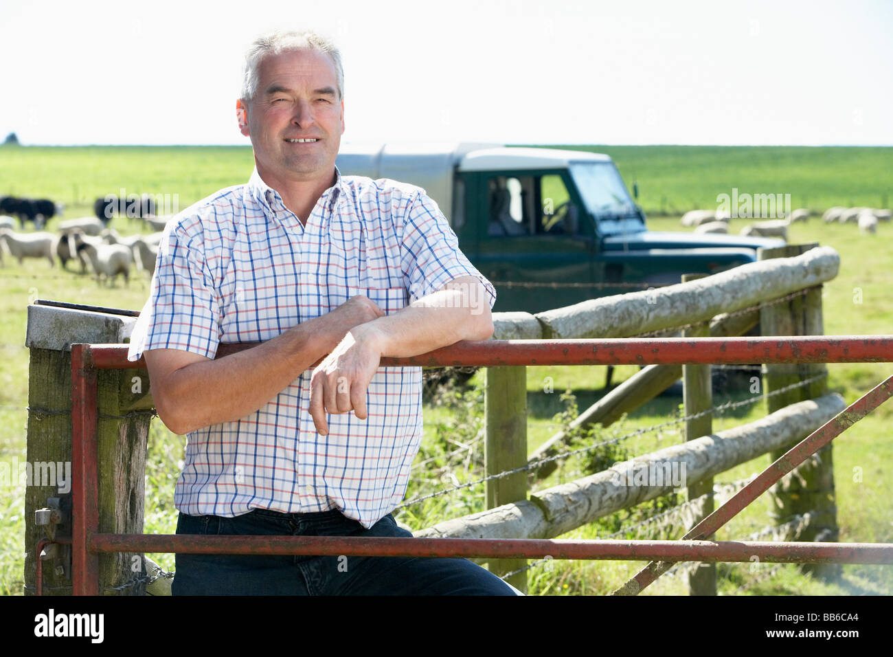 Sheep farm sheep hi-res stock photography and images - Alamy