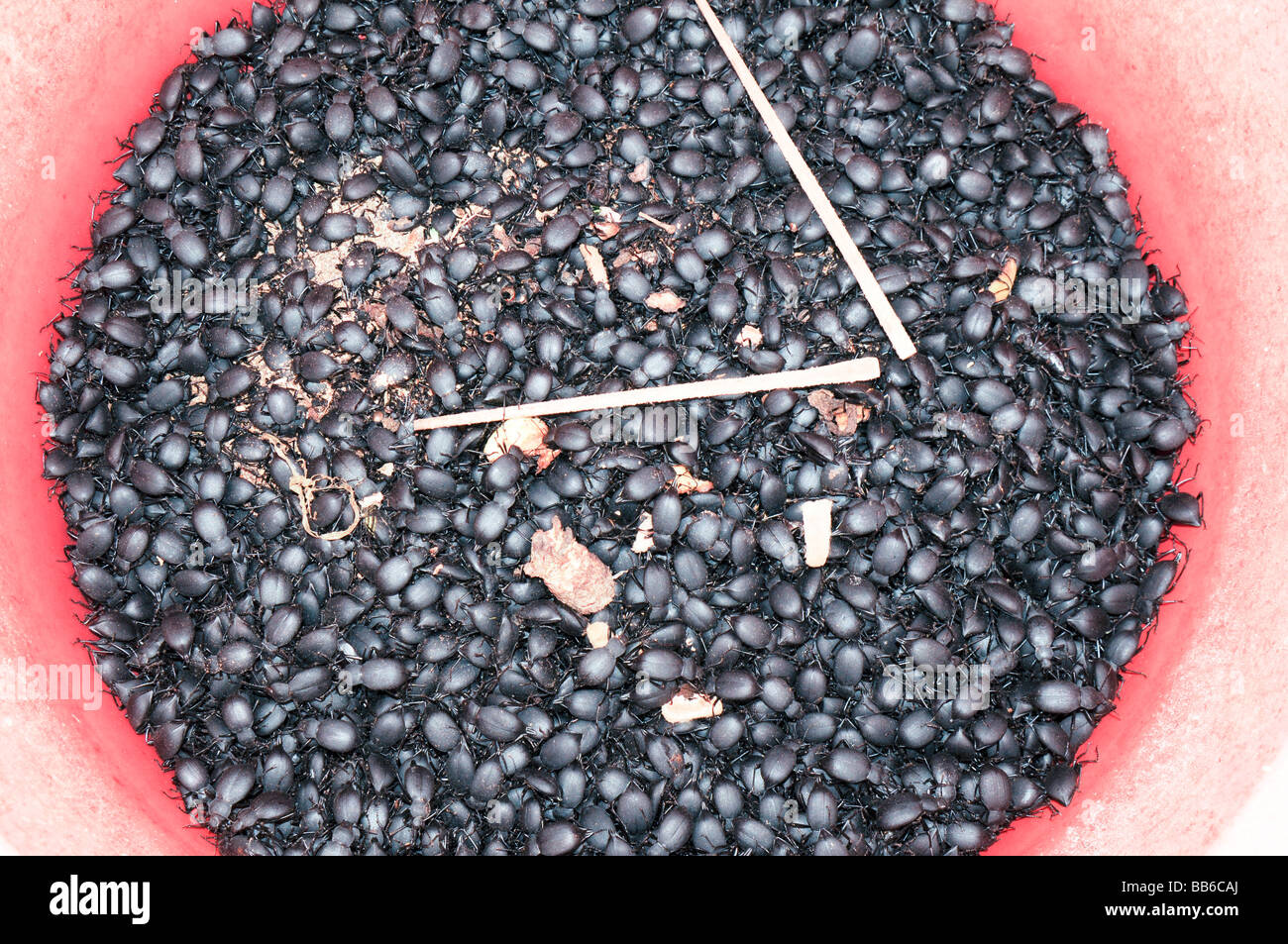 China Yunnan province Kunming food market beetles Stock Photo - Alamy