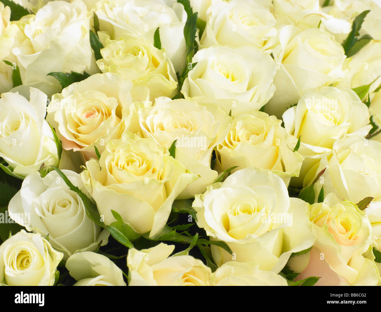Bunch Of Cream Roses Stock Photo - Alamy
