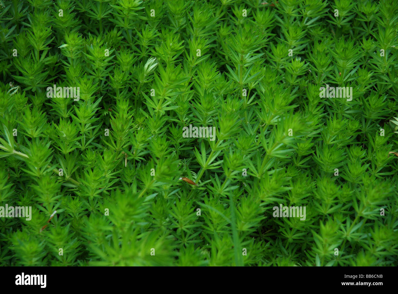 Semi evergreen perennial hi-res stock photography and images - Alamy