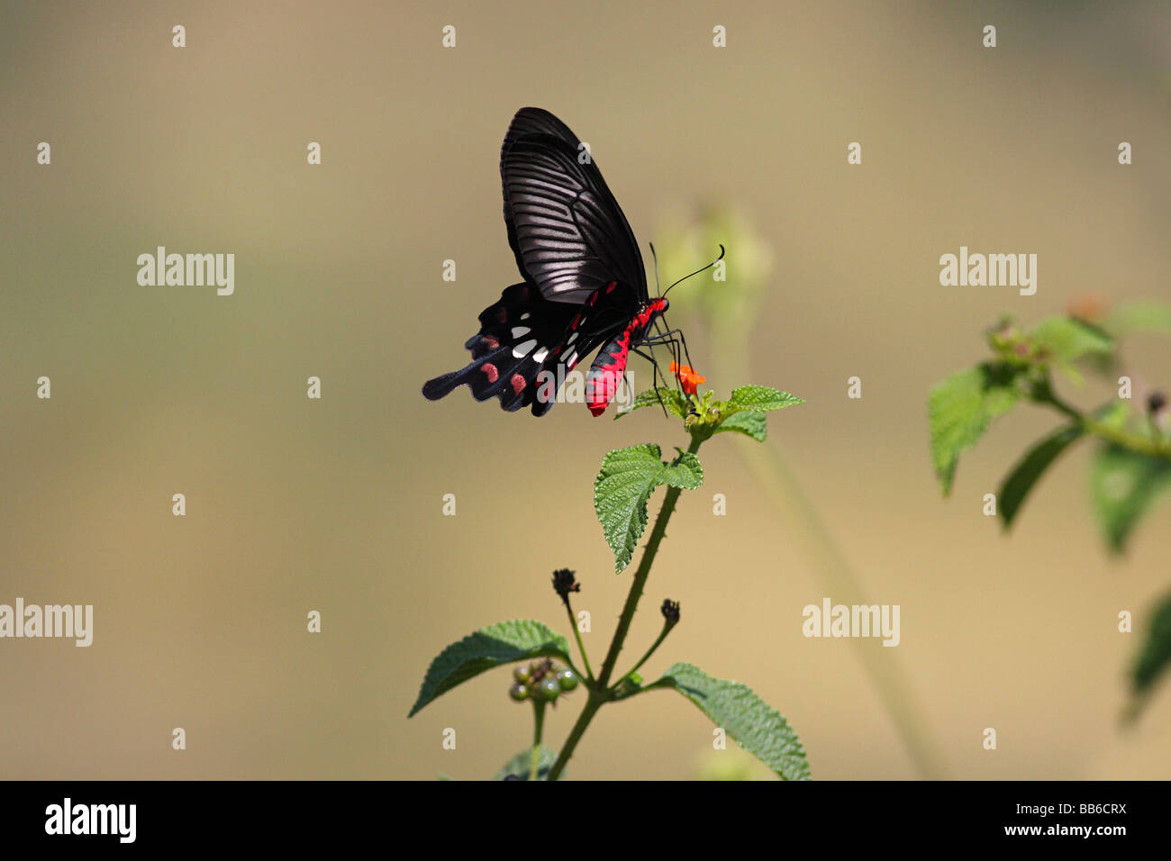 Pachliopta aristolochiae butterfly hi-res stock photography and images ...