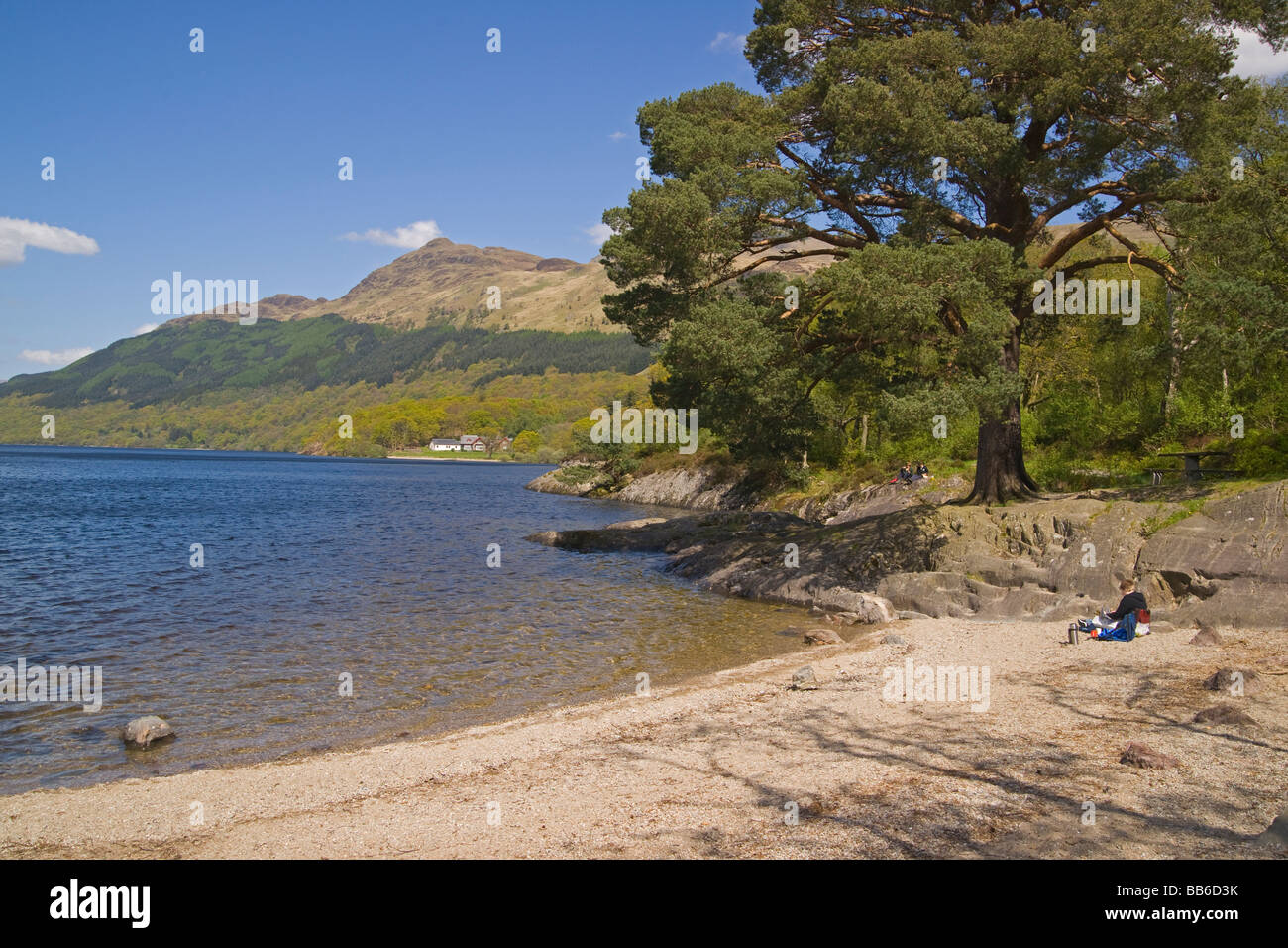 Spring colours on Loch Lomond Rowardennan Youth Hostel looking north to ...