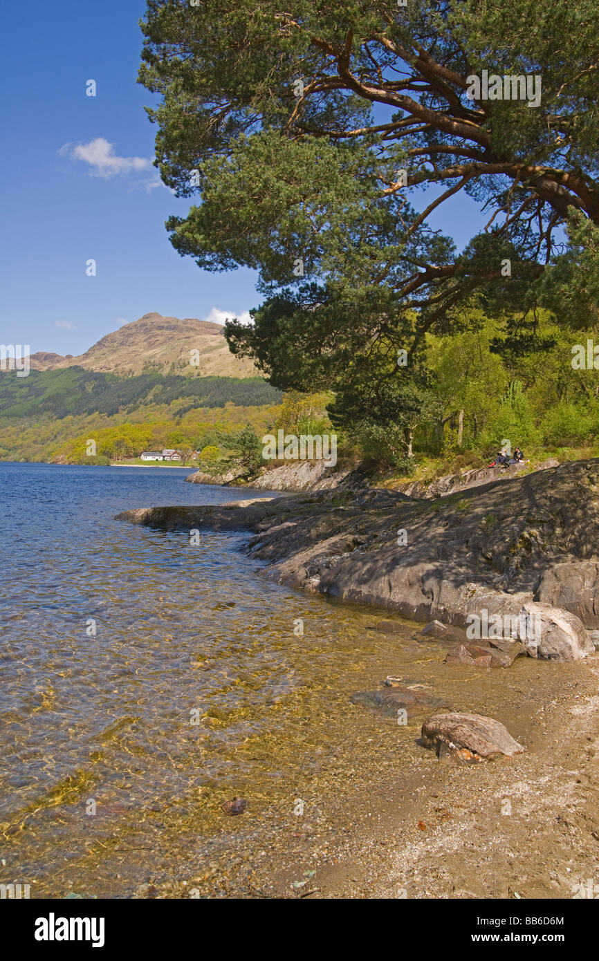 Spring colours on Loch Lomond Rowardennan Youth Hostel looking north to ...