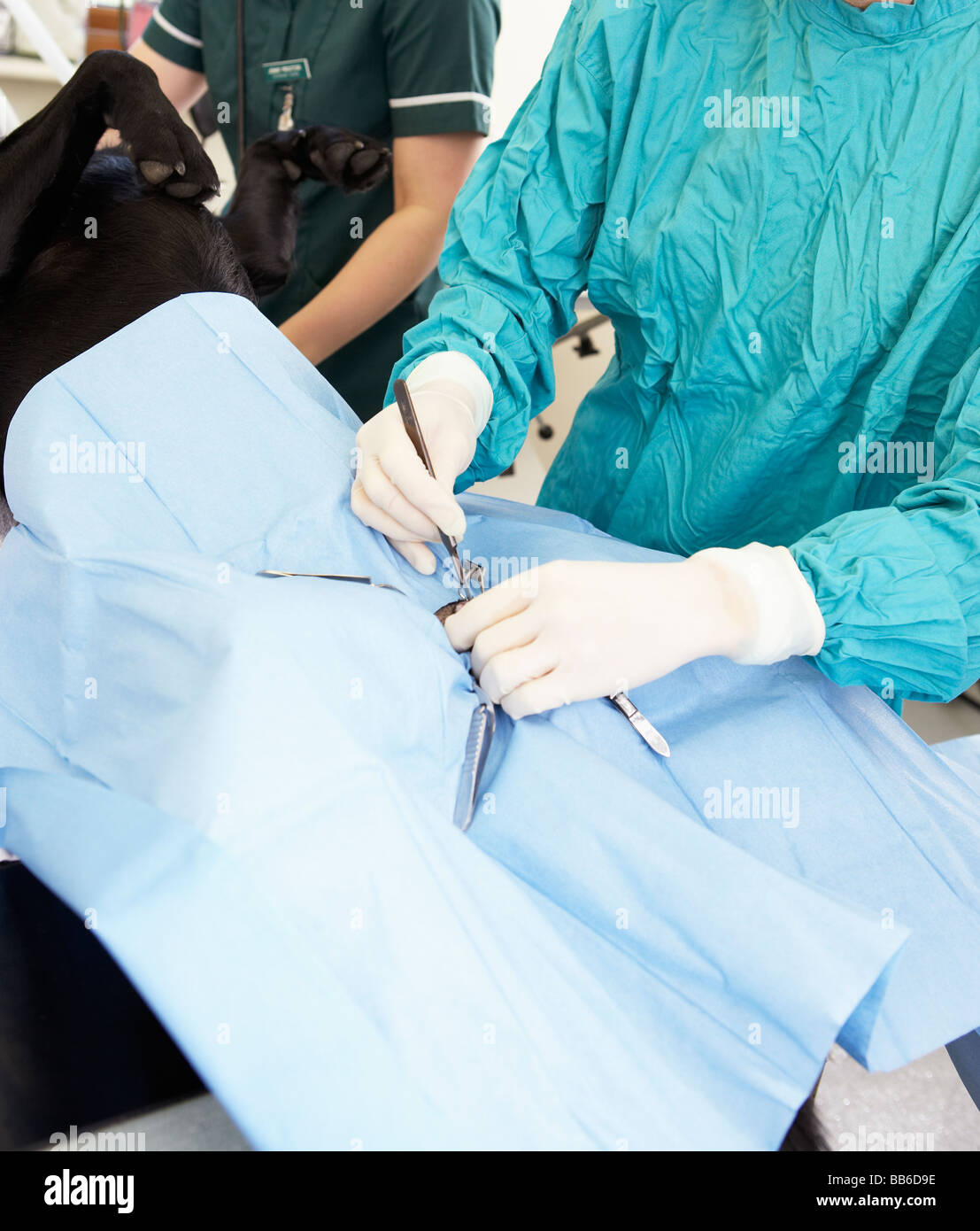 Castration dog hi-res stock photography and images - Alamy