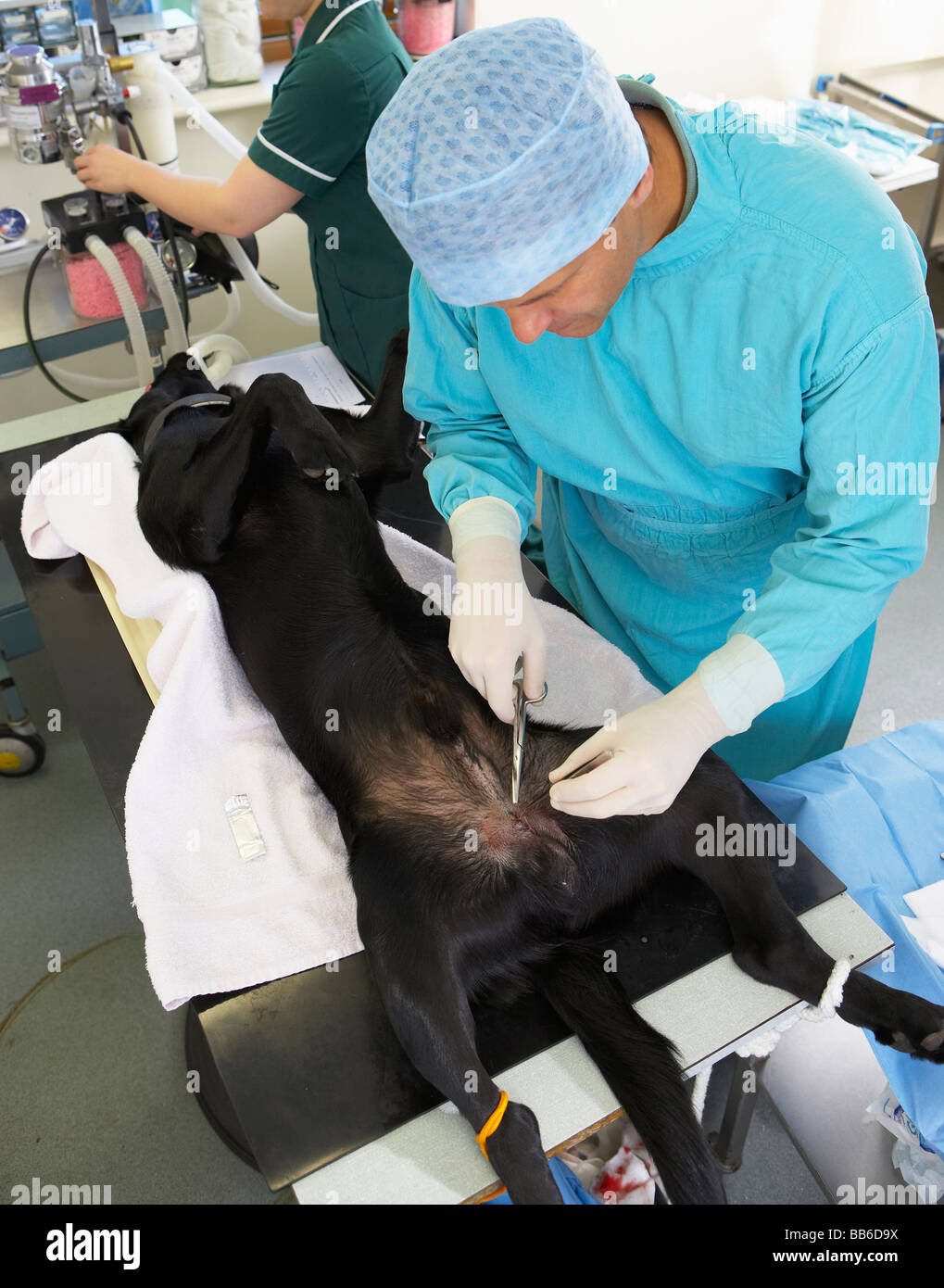 Castration dog hi-res stock photography and images - Alamy