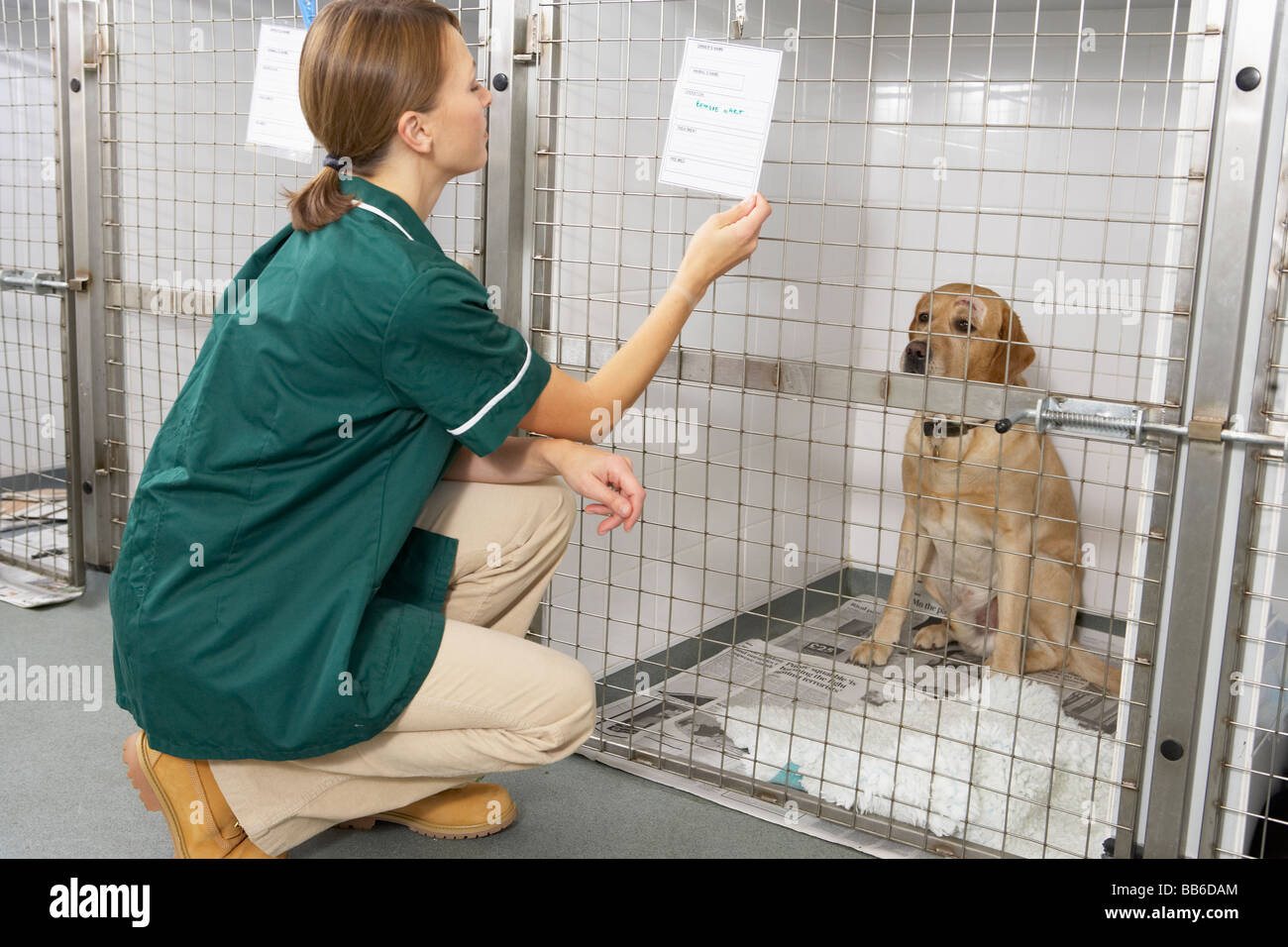 Vetinary Nurse Checking Sick Animals In Pens Stock Photo - Alamy
