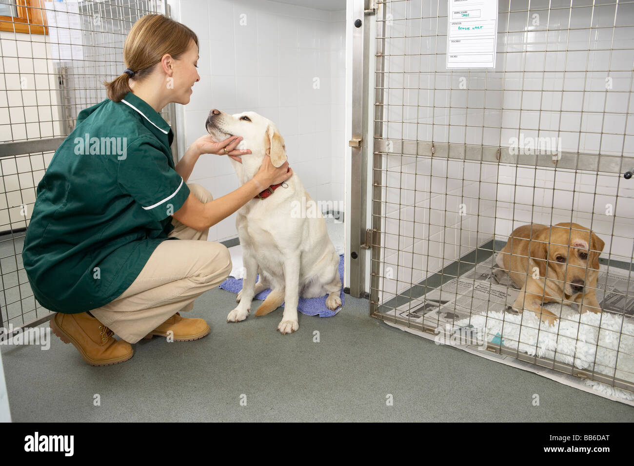 Vetinary Nurse Checking Sick Animals In Pens Stock Photo - Alamy
