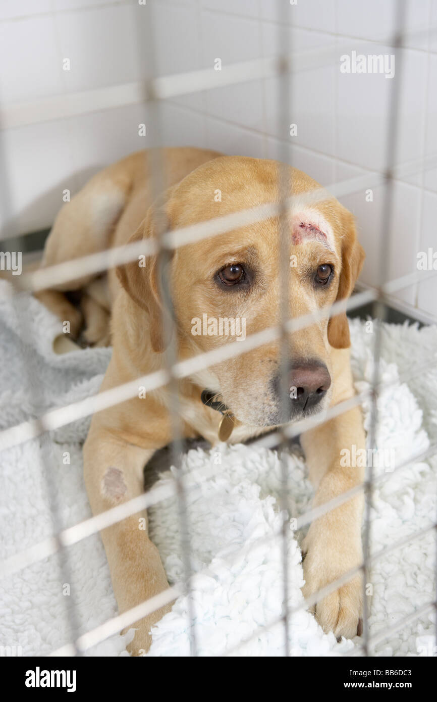 Recovering animal hi-res stock photography and images - Alamy