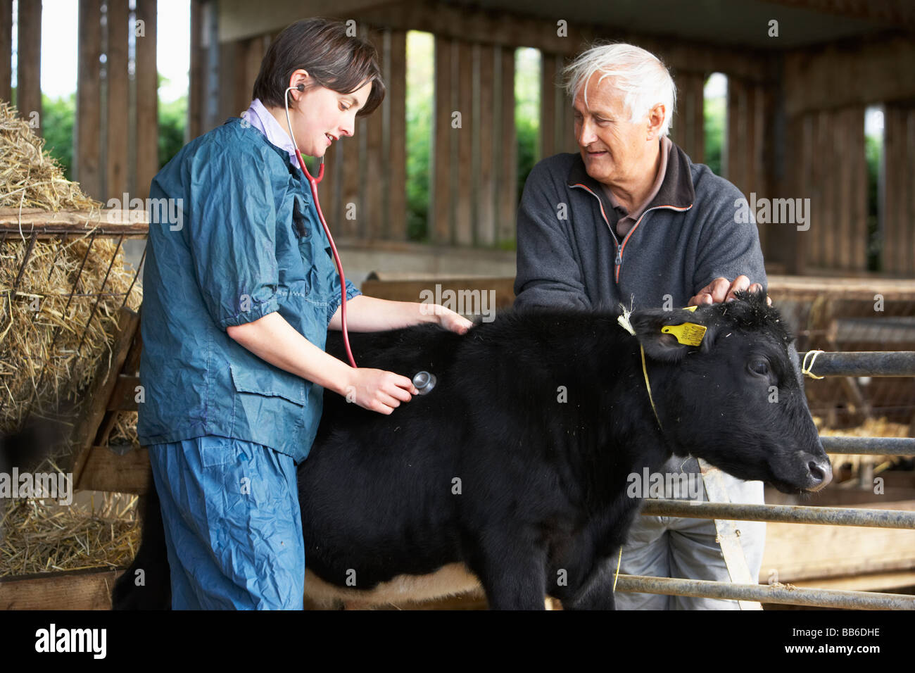 Woman vet with cows hi-res stock photography and images - Alamy