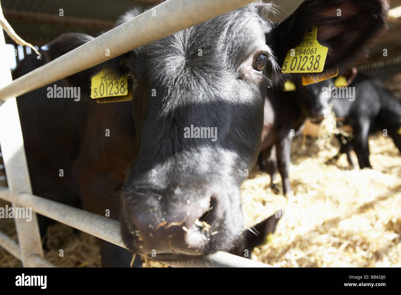 Farm barn cow hi-res stock photography and images - Alamy