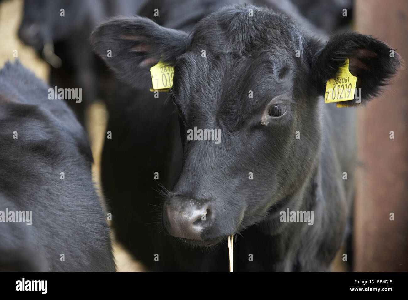 New calf in straw hi-res stock photography and images - Alamy