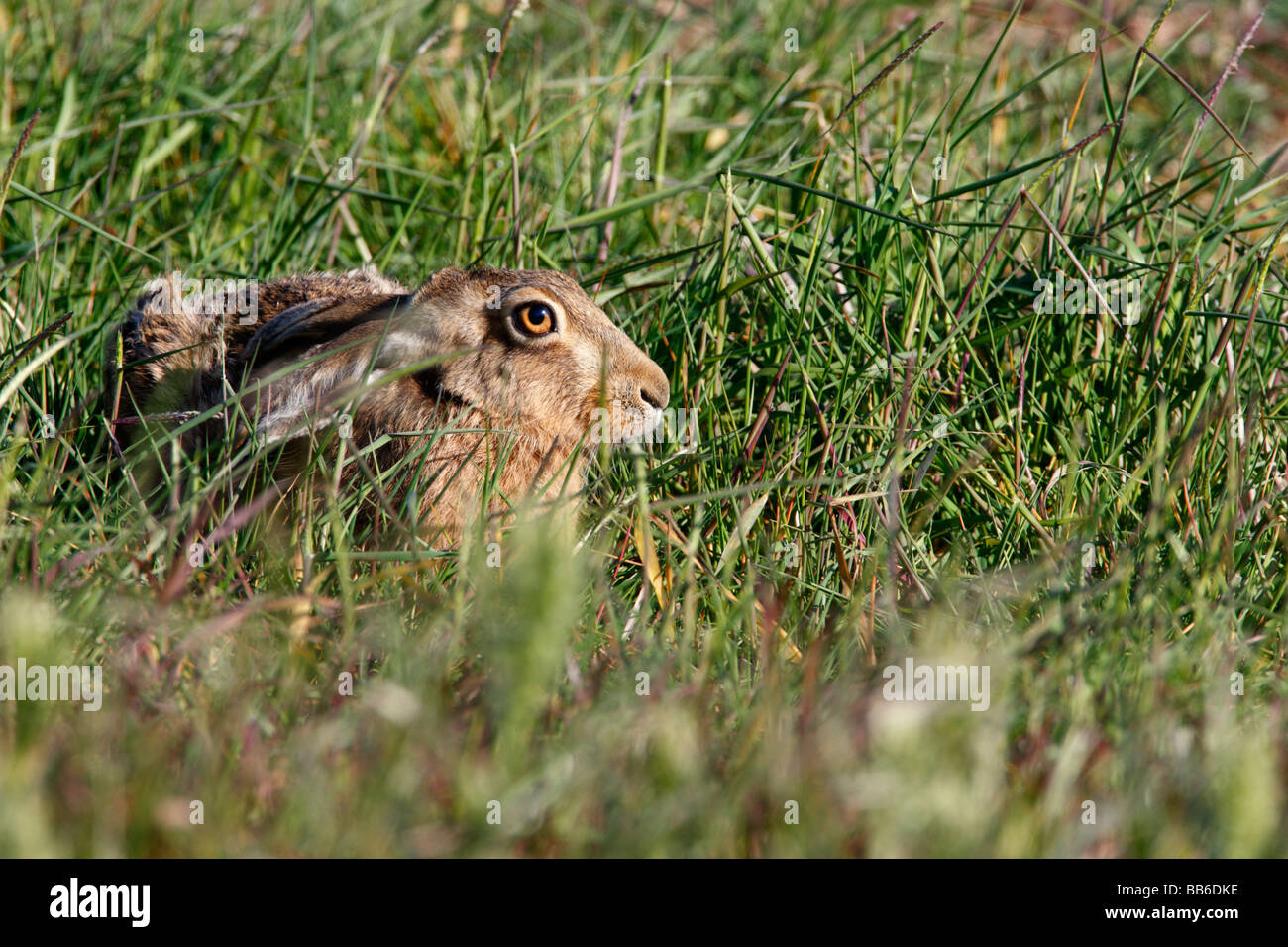 Hare form hi-res stock photography and images - Alamy