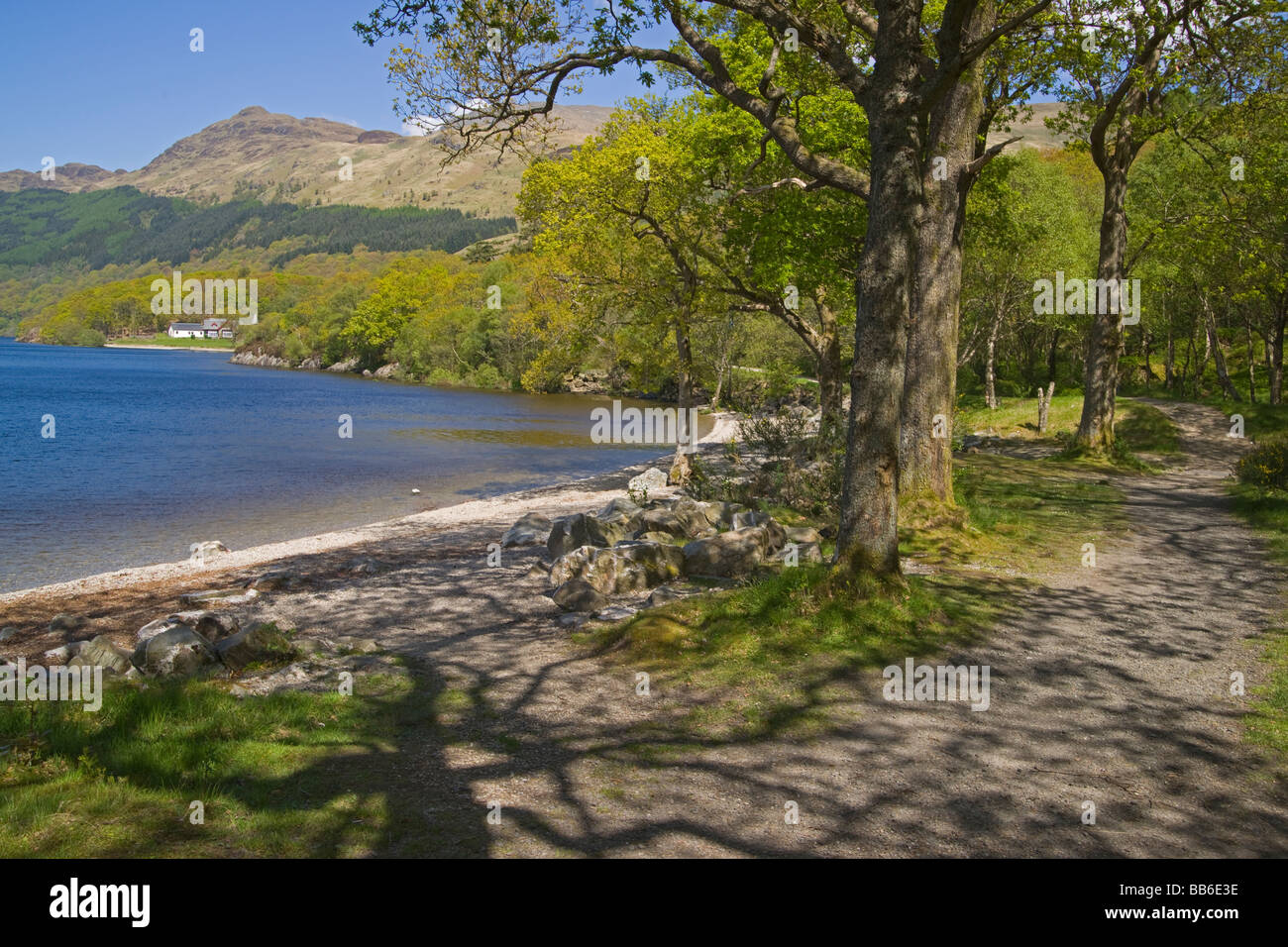 Spring colours on Loch Lomond Rowardennan Youth Hostel Ben Lomond ...