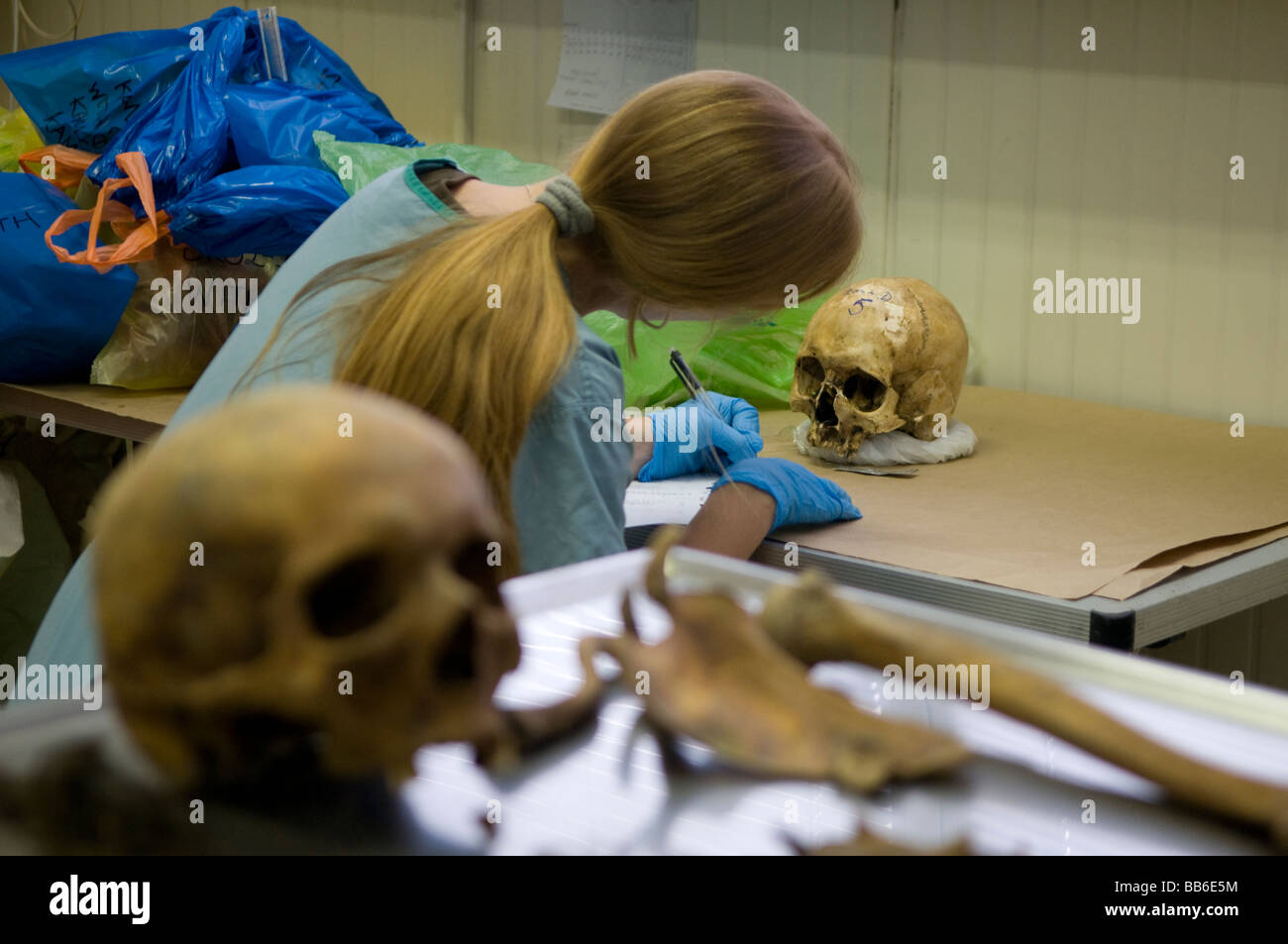 Forensic archaeologist examining a human skull at the mortuary facility ...