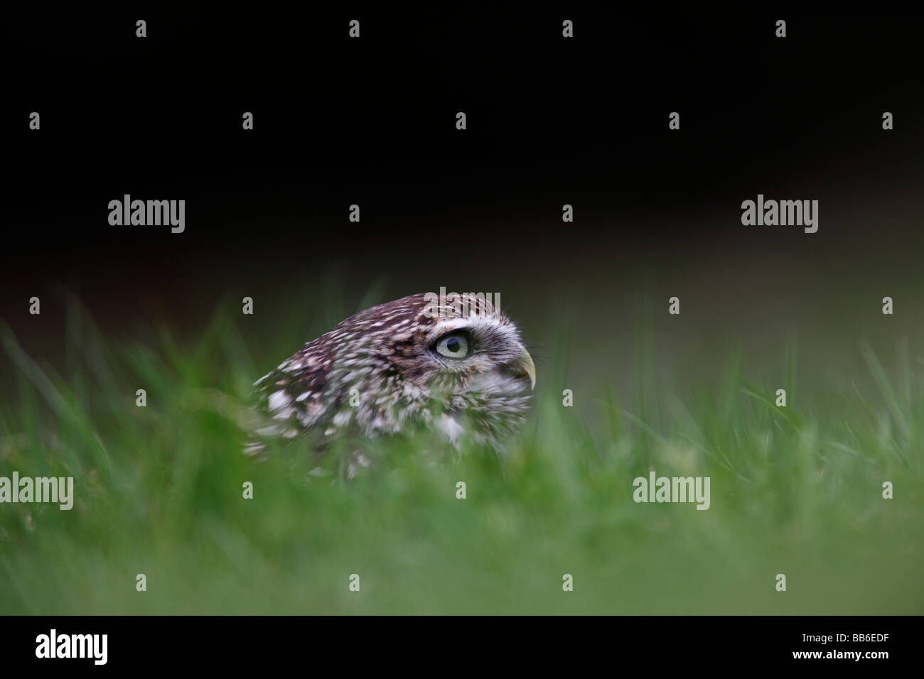Ground owl hi-res stock photography and images - Alamy