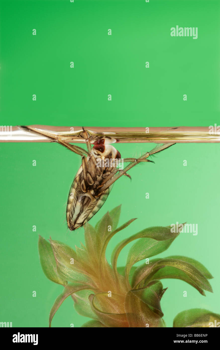 Water Boatman Corixa punctata Stock Photo - Alamy