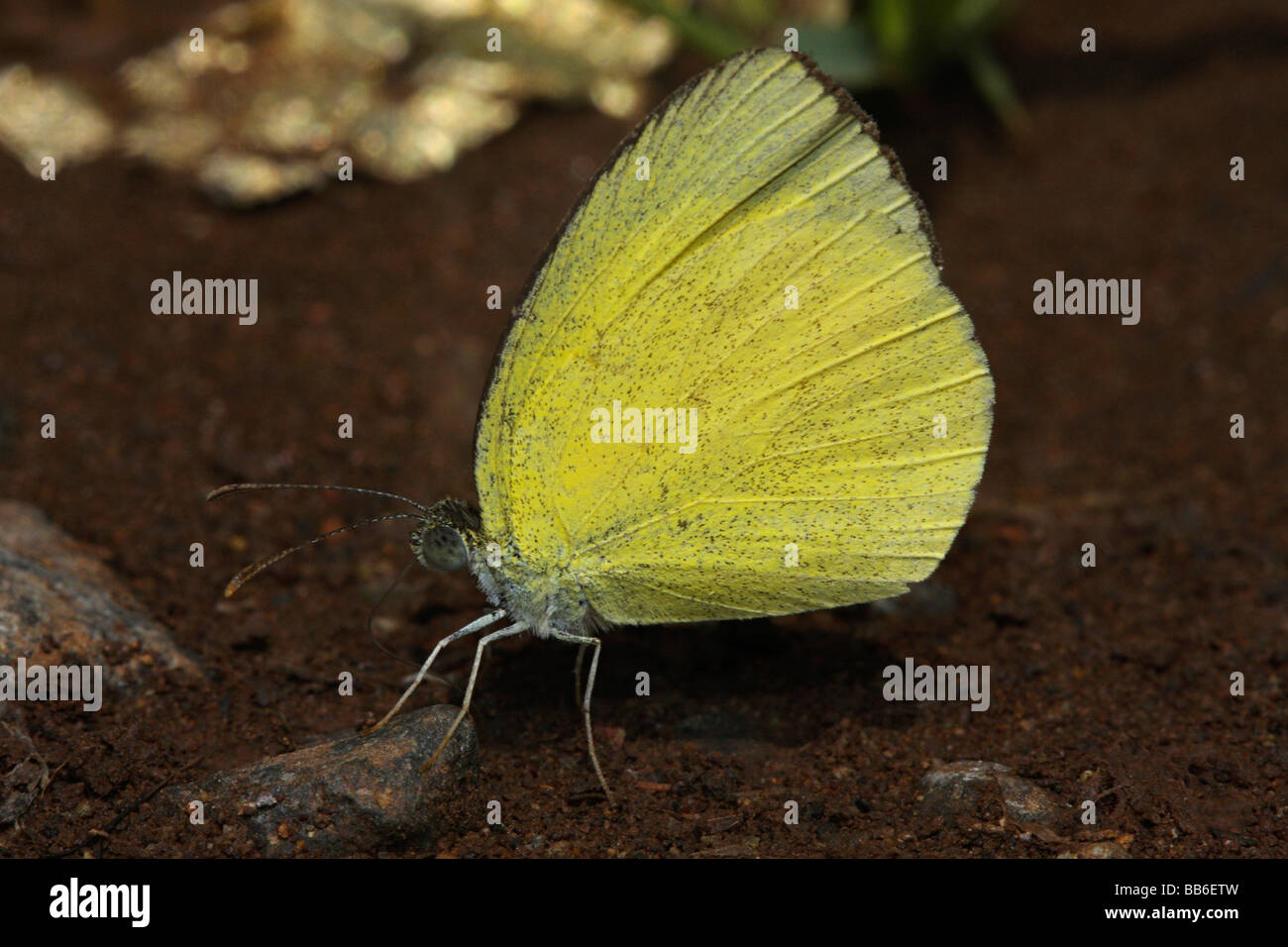 Small Grass Yellow, Eurema brigitta, Butterfly. Pieridae Stock Photo ...