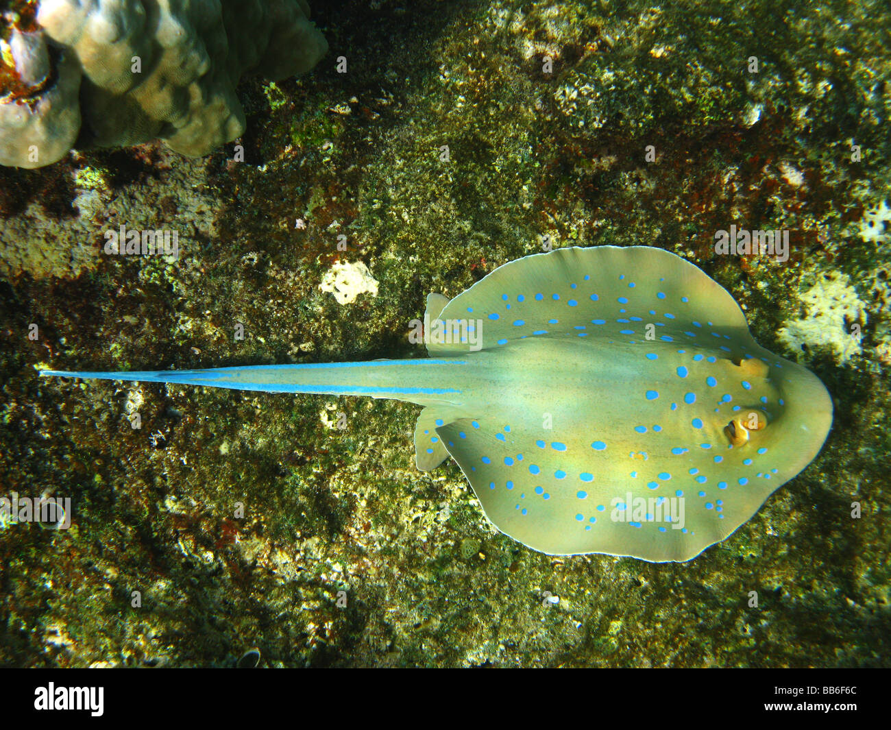 Blue spotted stingray and coral reef in Red sea Stock Photo - Alamy