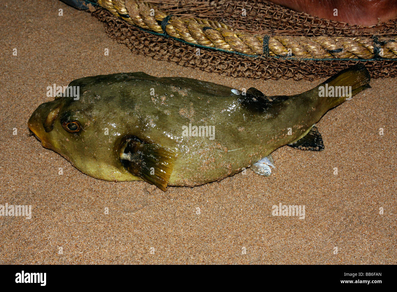 Puffer Fish caught in Rapan net at Chivla Beach, Malvan Stock Photo - Alamy