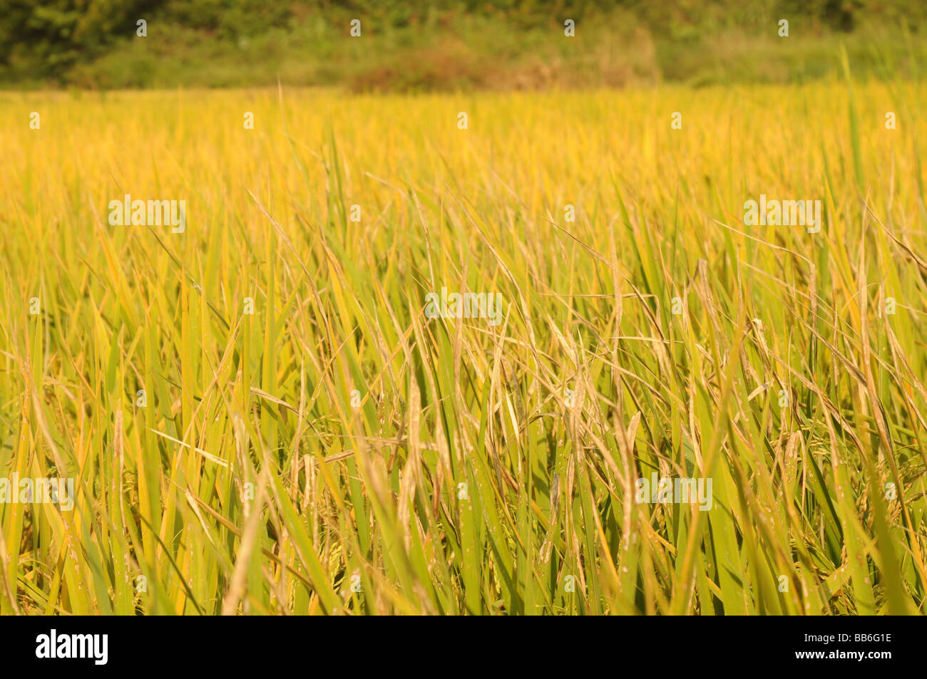 China Guilin rice fields Stock Photo - Alamy