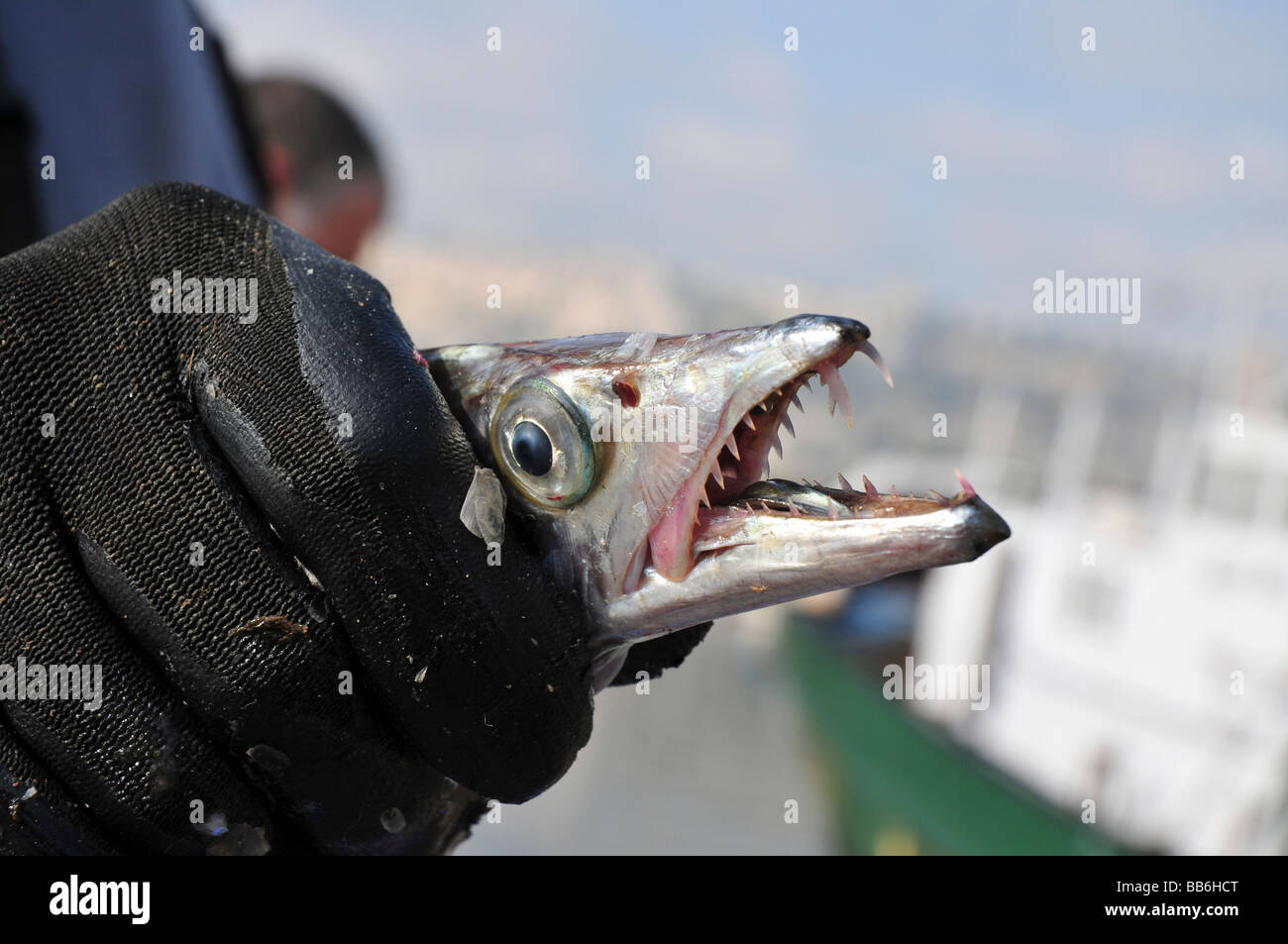 Israel Bay of Haifa The Kishon Port used by fisherman and yacht owner ...